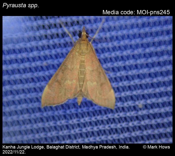 Pyrausta spp. Schrank, 1802 - | Moths